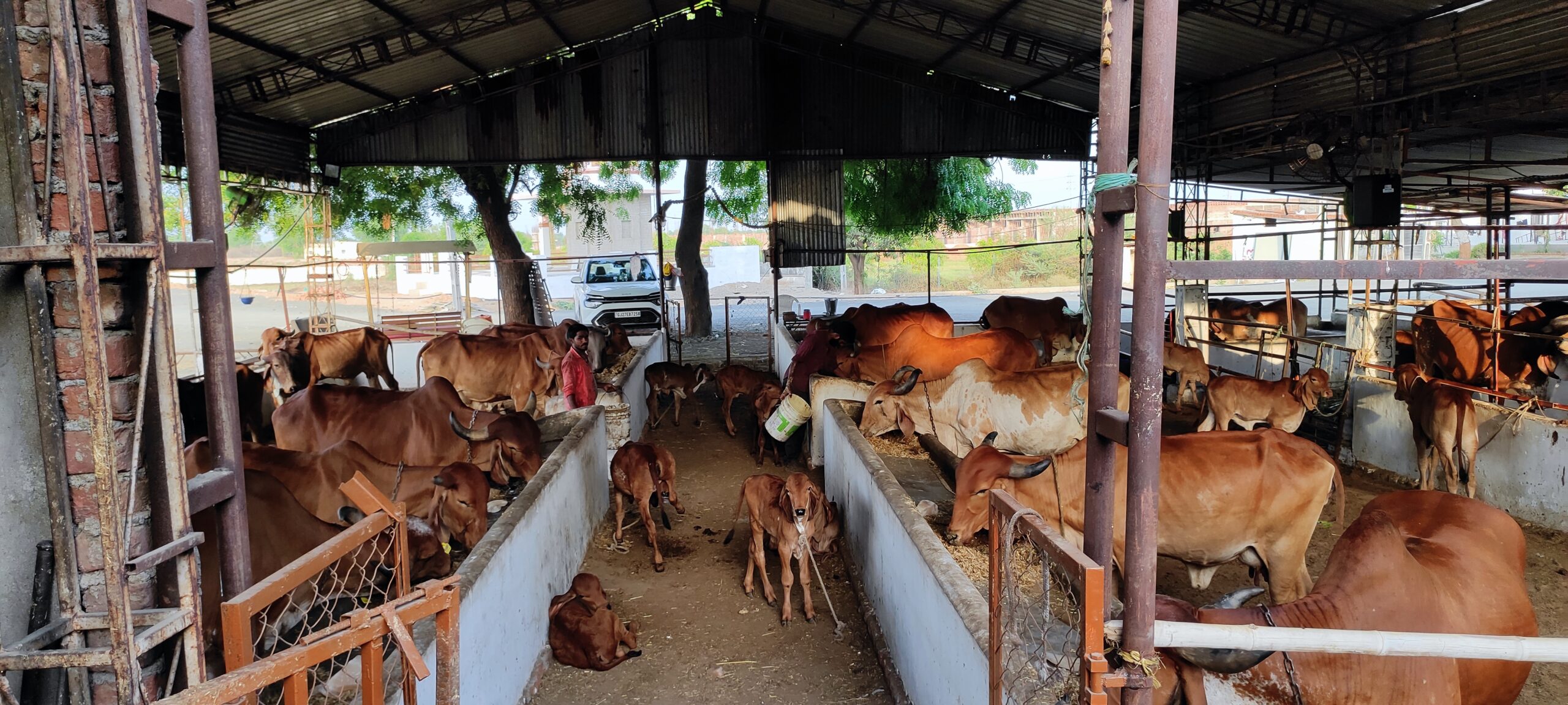 Gaushala - Walk For Care Foundation